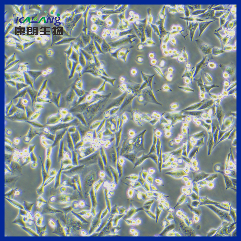 DC2.4(小鼠树突状细胞) KL-C2238M - 康朗生物官方商城 - 康朗生物-试剂盒,ELISA试剂盒,检测试剂盒,抗体,细胞,原代细胞,ATCC细胞,重组蛋白,抗体,细胞因子,胎牛 ...