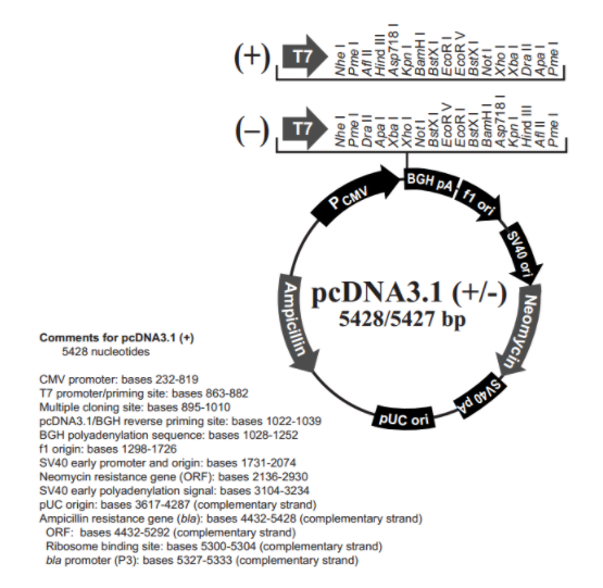 pcDNA3.1(+) 载体 KL-11001VT - 康朗生物官方商城 - 康朗生物-试剂盒,ELISA试剂盒,检测试剂盒,抗体,细胞,原代细胞,ATCC细胞,重组蛋白,抗体,细胞因子,胎牛 ...